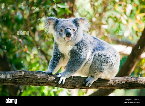 Koalas Habitat
