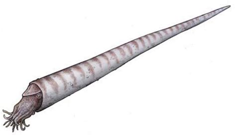 Cameroceras Fossil