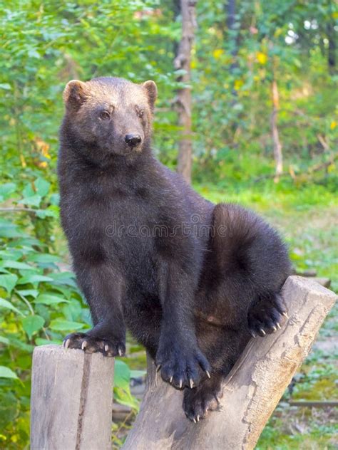 European Wolverine On A Tree Stock Image Image Of Forest Europe 131138513
