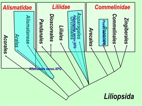 Ppt Liliopsida Powerpoint Presentation Free Download Id4452014