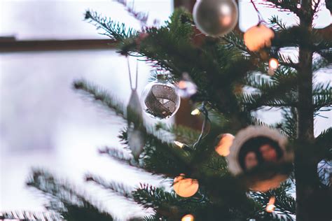 무료 이미지 크리스마스 트리 크리스마스 장식 Colorado Spruce 분기 가문비 전나무 구과 식물 우디