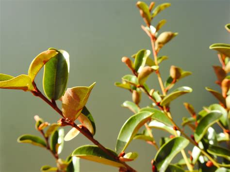 Michelia Gracipes — Statement Trees