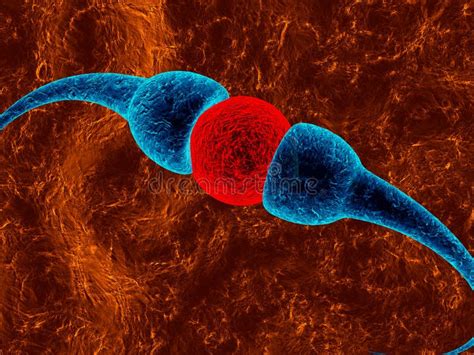 3d Synapse Stock Illustration Illustration Of Biology 28795766