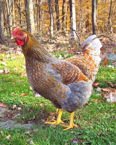 Blue Laced Gold Wyandotte Breed Profile Facts