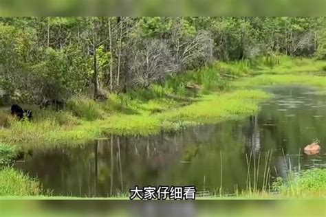 黑熊和白尾鹿在水里大战几个回合 （1）