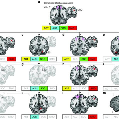 Lifestyle Risk Associated Increases In Resting State Functional Download Scientific Diagram