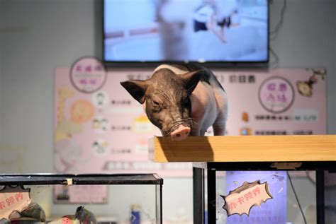 小香猪图片素材 小香猪设计素材 小香猪摄影作品 小香猪源文件下载 小香猪图片素材下载 小香猪背景素材 小香猪模板下载 搜索中心