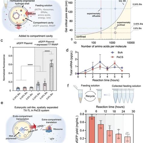 Schematic Of The Permeability‐engineered Compartmentalization Strategy Download Scientific