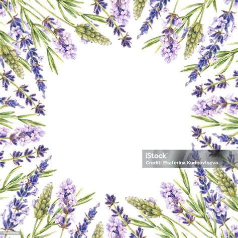 수채화 식물 그림입니다 라벤더 꽃이 있는 사각형 프레임입니다 텍스트의 둥근 공간을 비웁니다 보라색 야생화 향긋한 허브 흰색 배경에 고립된 손으로 그렸다 화장품 디자인용 0