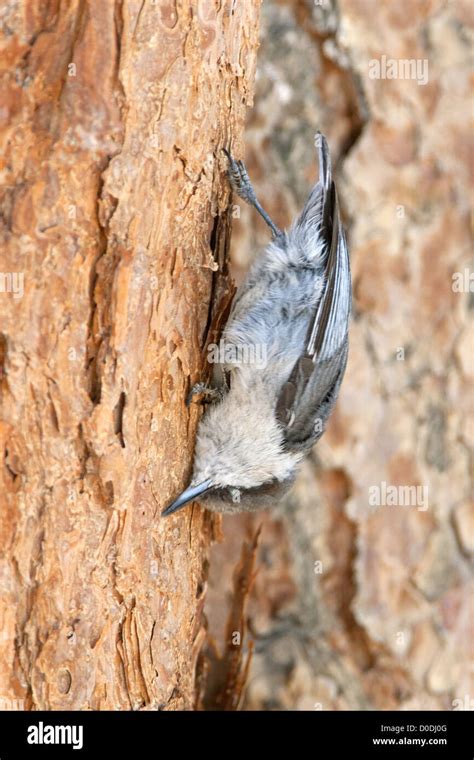 Pygmy Nuthatch Searches For Insects Under Pine Bark Bird Birds Songbird