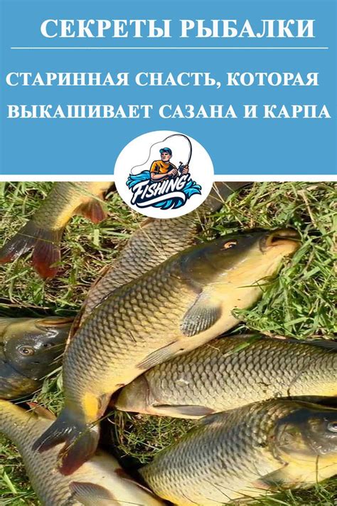 Старинная снасть, которая выкашивает сазана и карпа мешками | Сазан ...