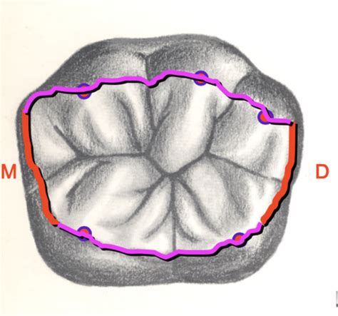Triangular Fossa Teeth