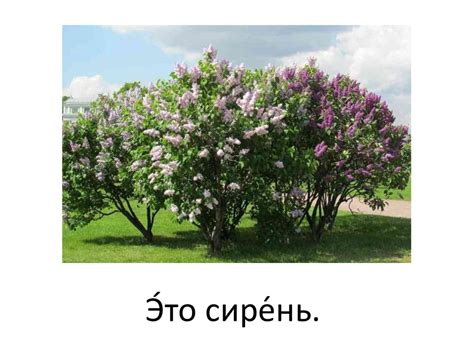 Деревья и кусты - презентация онлайн