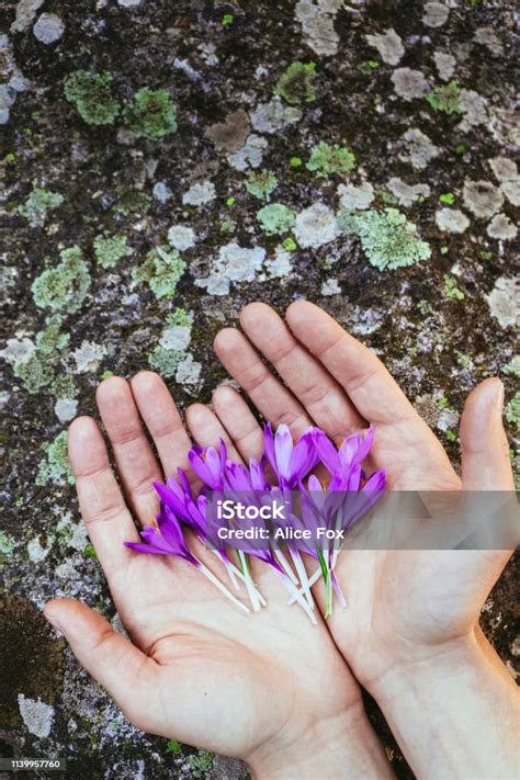 첫 번째 사프란 봄 꽃의 무리를 들고 손 숲에서 보라색 크 로커 스 꽃입니다 계절에 대한 스톡 사진 및 기타 이미지 계절 꽃 나무 꽃 꽃의 구조 Istock