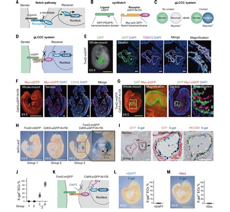 Genetic Labeling Of In Vivo Cell Cell Contact A Schematic Figure Download Scientific Diagram