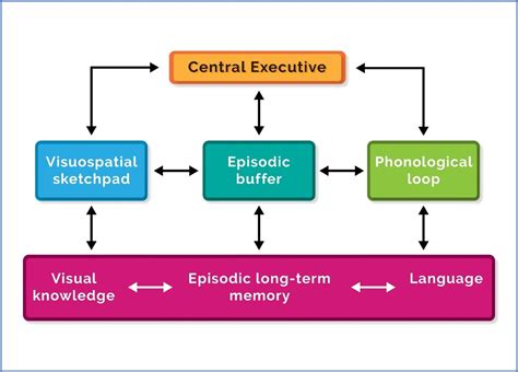 Things To Know About Phonological Memory