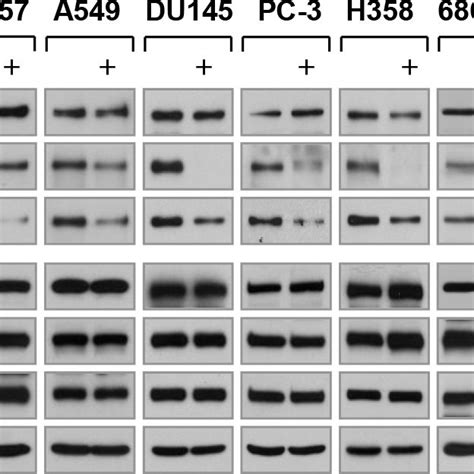 Rapamycin Inhibits The Growth Of Various Cancer Cell Lines A