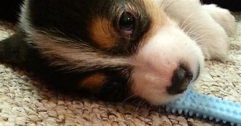 Shep The Pembroke Welsh Corgi Came Home Today Album On Imgur