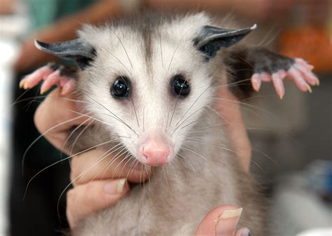 Pilfering Possum Breaks Into Liquor Store And Downs Bottle Of Bourbon