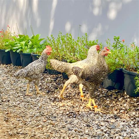 ការធ្វេីកសិកម្មមិនថាដាំដំណាំនិងចិញ្ចិមសត្វបេីយេីងចេះកែឆ្នៃកាកសំណល់មកធ្វ