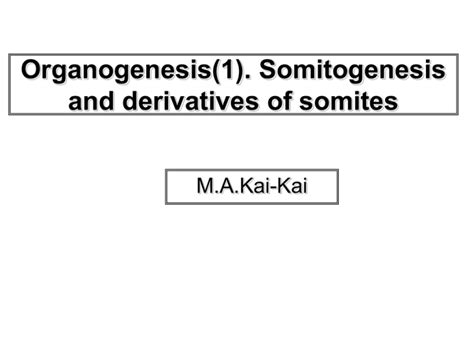 L6 Somites And Derivatives