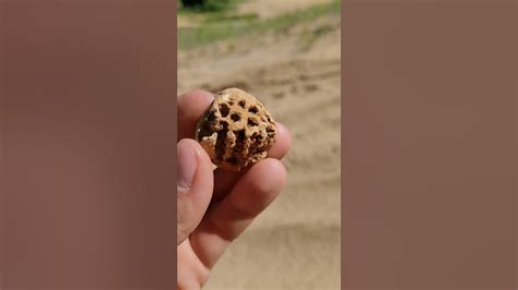 Hexagonaria Fossil Found At The Sandbox Petoskey Hexagonaria