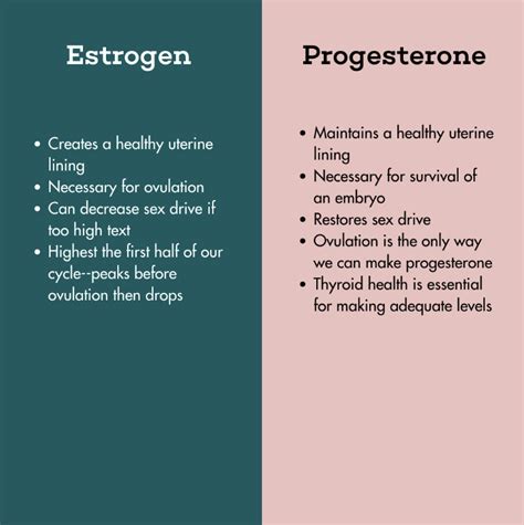 Estrogen Progesterone Cycle