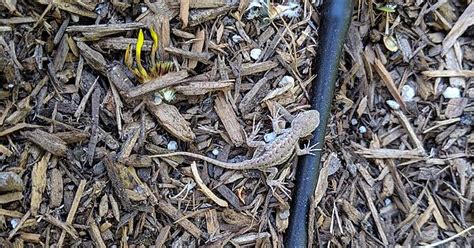 Tiny Lizard Gardening Companion Album On Imgur