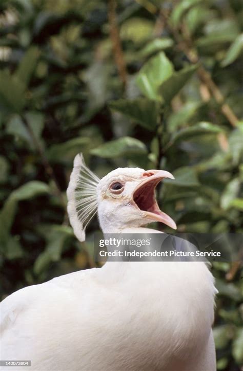 A White Peacock Crowing Or Sounding An Alert Cairns Australia