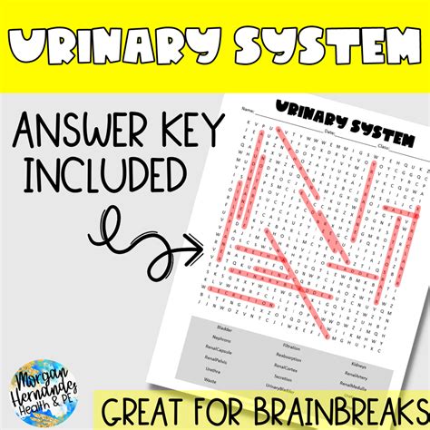 Urinary System Word Search