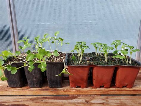 How To Prevent And Fix Leggy Seedlings ~ Homestead And Chill