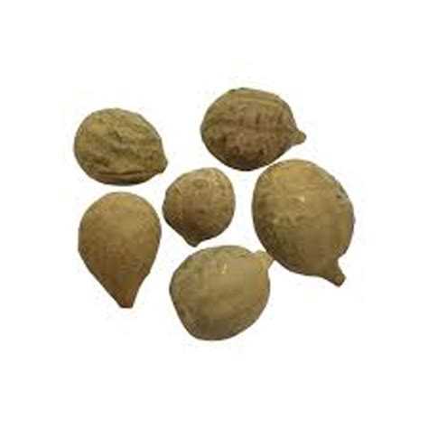 Buy Baheda Belliric Myrobalan Bastard Myrobalan Beach Almond