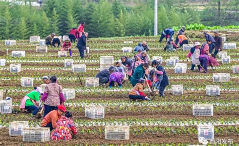 酉阳亮相首届中国乡村振兴北京论坛 因地制宜稳步走好共富路 上游新闻·汇聚向上的力量