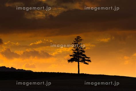 夕焼空とマツの木のシルエット 美瑛町の写真素材 220496683 イメージマート