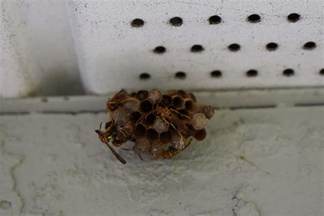 What Wasps Are Found In Florida Problem Solved Pest Control