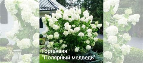 Гортензия Полярный медведь купить в Санкт-Петербурге | Товары для дома ...