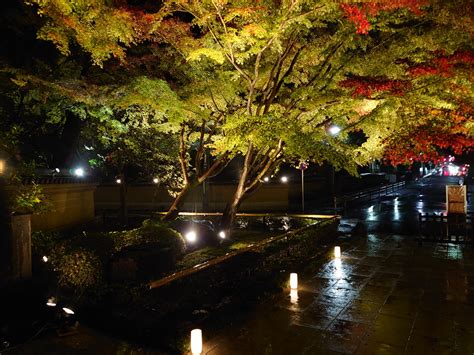 【公式】曹洞宗宝珠山観泉寺 On Twitter 今川紅灯路in観泉寺 2日目は今現在あいにくの空模様となっております☔🍁 寒さと足元にお