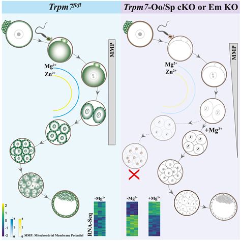 Essential Role Of Mg2 In Mouse Preimplantation Embryo Development