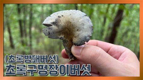 뭐가 맞지 초록방패버섯 초록구멍장이버섯 Cut 황태달 우송 장pd 포고pd 야생버섯산행 Mushroom Youtube