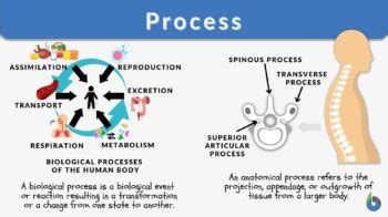 Assimilation Biology