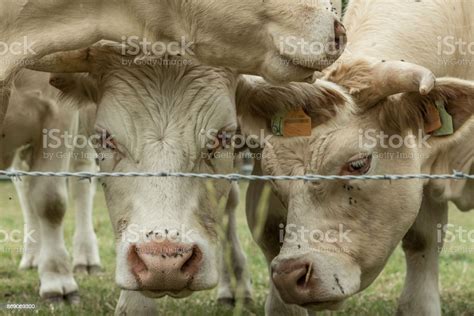 화창한 날 노르망디 프랑스에 녹색 잔디 필드에 방목 하는 소 가축 사육 산업 농업 개념입니다 여름 시골 풍경 목장에 길 들 여 진 가축 닫습니다 가축떼에 대한 스톡 사진 및