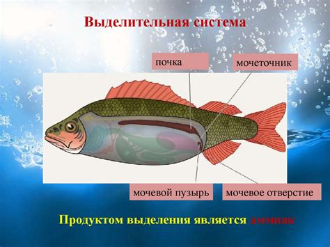 Внутреннее строение рыб презентация онлайн