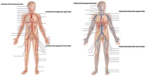 Major Arteries And Veins Diagram Quizlet