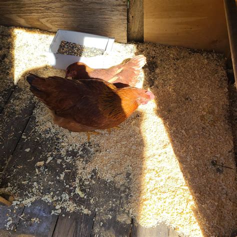 So The Red Black Tail Came From A Private Breeder And I Believe The