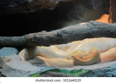 Golden Thai Python Snake Images Stock Photos Vectors Shutterstock