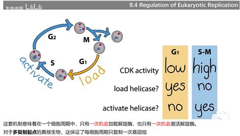 Mit 分子生物学 Part1 94 真核细胞复制的调控 哔哩哔哩