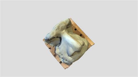 Life Sized Nose Study 3d Model By Silverbackct Gieringm Ed87fbd