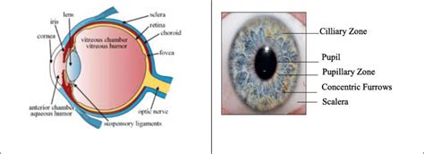 Structure Of Eye Fig Anatomy Of Iris Download Scientific Diagram