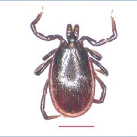 Adult Stage Of Ixodes Ricinus Male Dorsal View I Ricinus Ticks Are