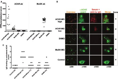 Detection Of Antibodies To Achr And Musk And To Unclustered Achrs On Download Scientific